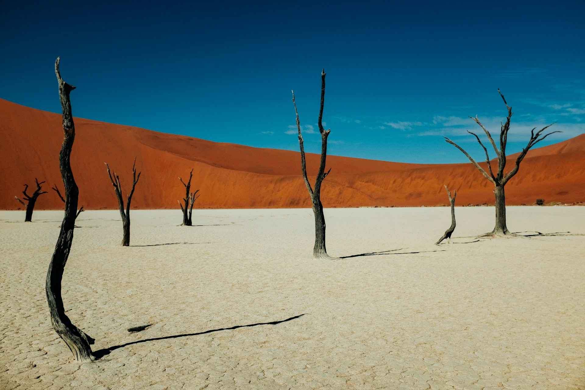 Most Beautiful Forests in the World: Top 10