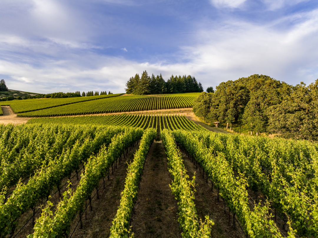 % 10 Best Vineyard Tours in the World